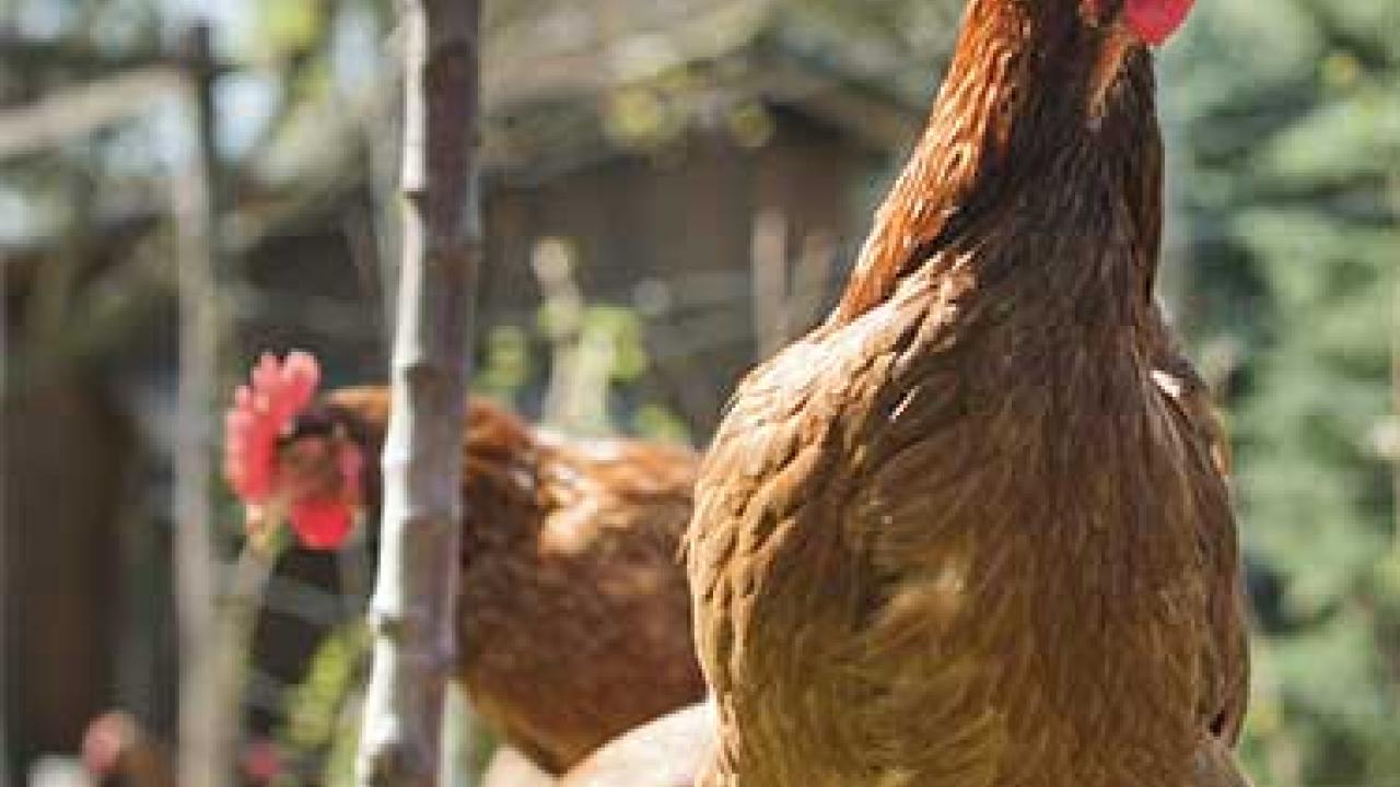 Breeding Disease Resistant Chickens | UC Davis