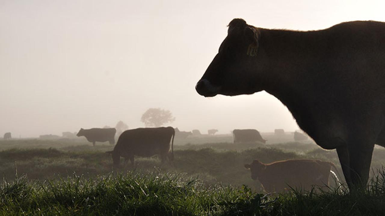 Making Cows More Sustainable, Less Gassy | UC Davis